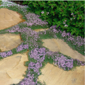 Creeping thyme how to grow it and it's benefits