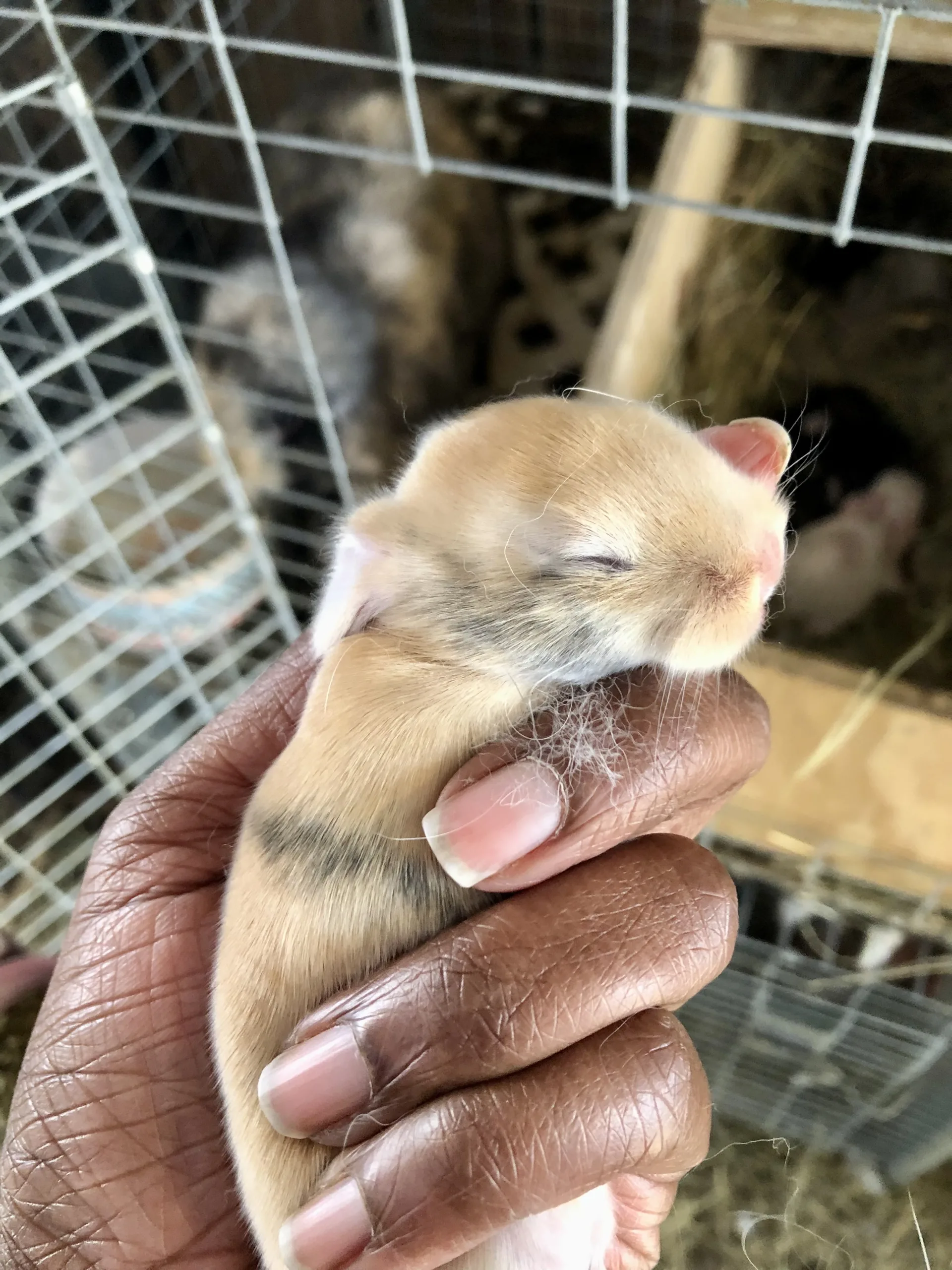 Baby rabbits timeline when do their eyes open? - Bertie's Homestead