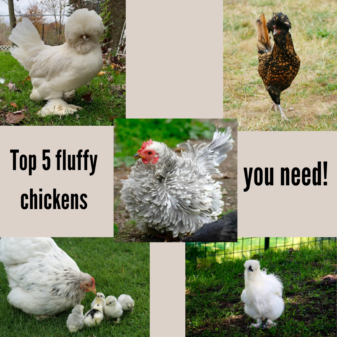 Top 5 Fluffy Chicken Breeds to Add to Your Flock - Bertie's Homestead